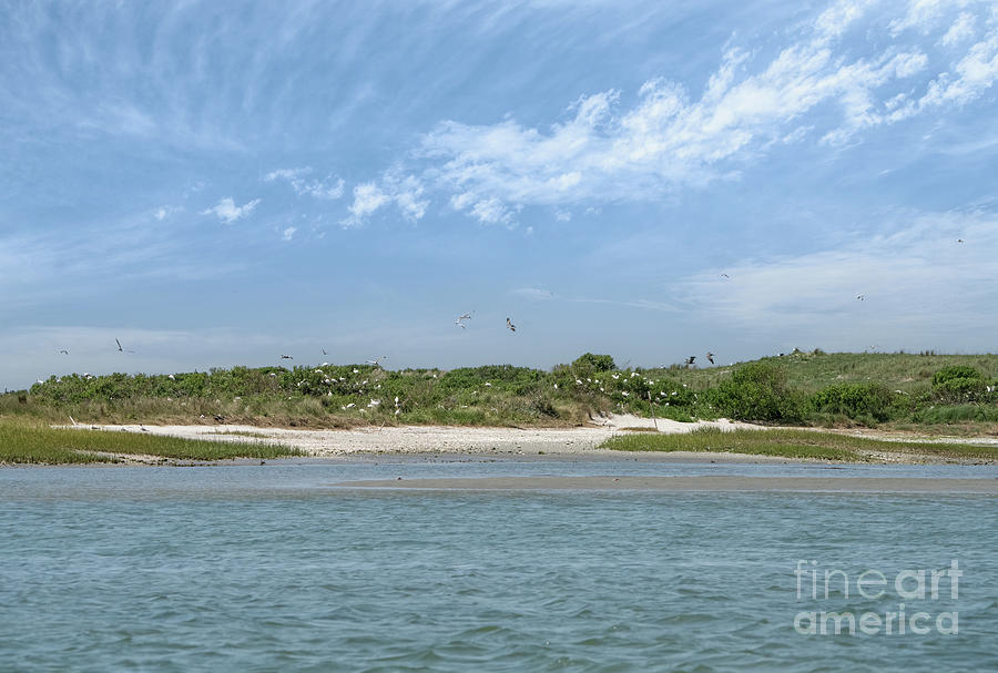 The Nesting Grounds Photograph by Kelley Freel-Ebner - Pixels