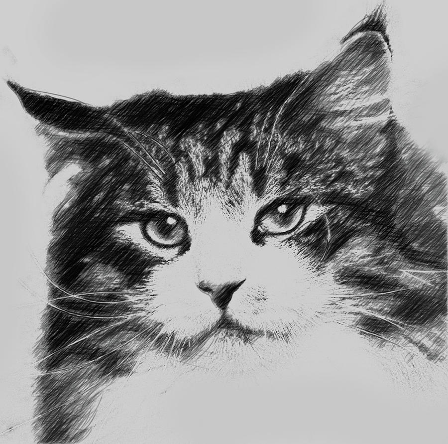 The Norwegian Forest Cat Digital Art by Bob Smerecki | Pixels
