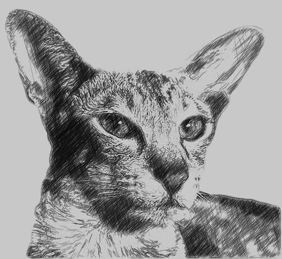The Oriental Shorthair Cat Digital Art by Bob Smerecki - Fine Art America