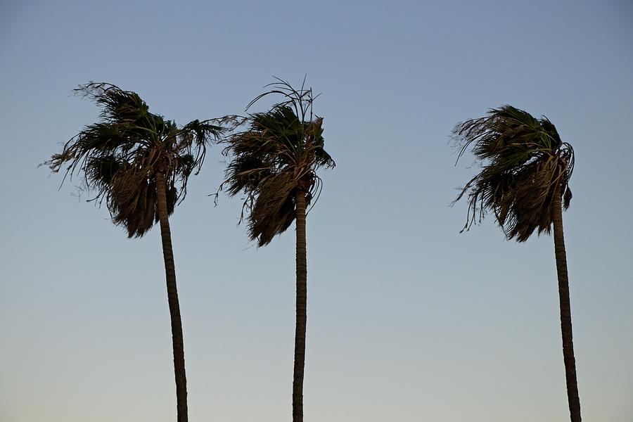 The Palms of SoCal Photograph by Andrew Webb Curtis - Pixels