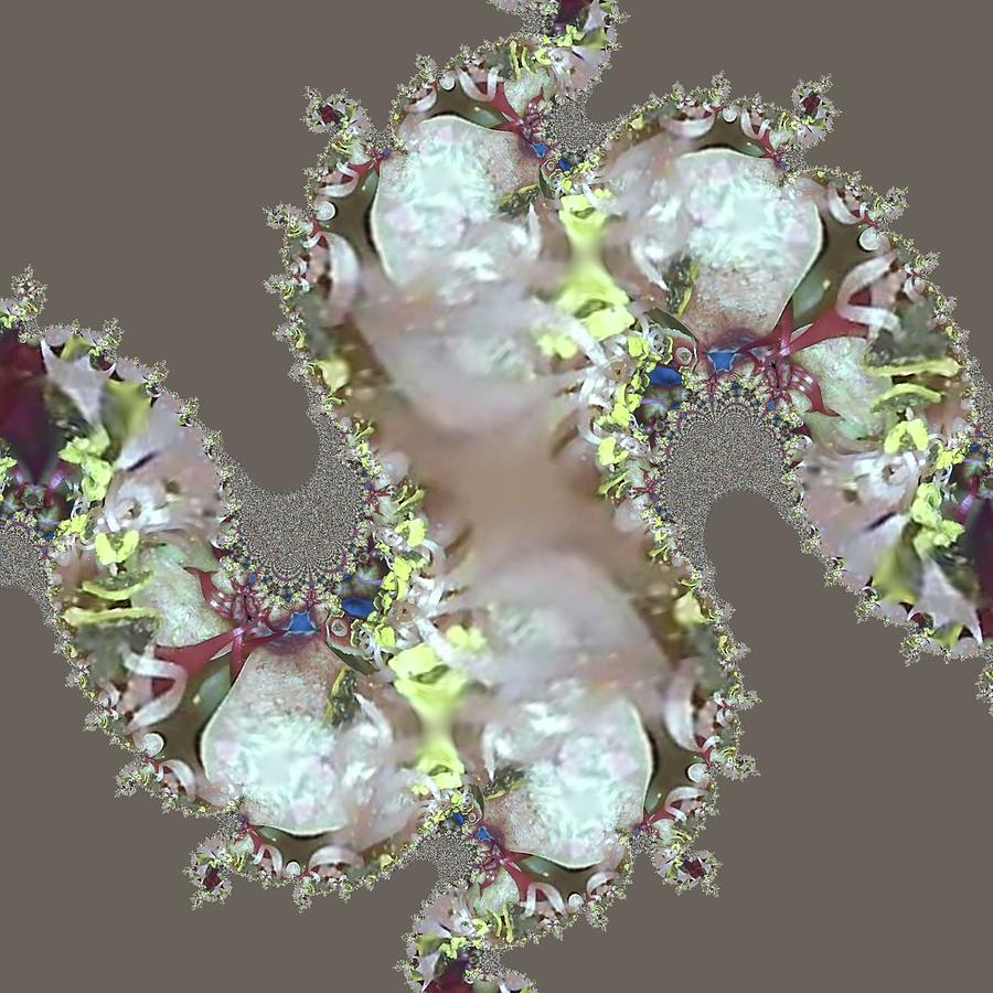 The Pearl Of Creation Photograph by Amanda Allen - Fine Art America