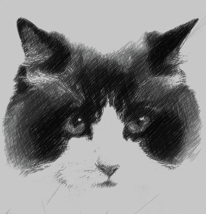 The Ragdoll Cat Digital Art by Bob Smerecki - Fine Art America