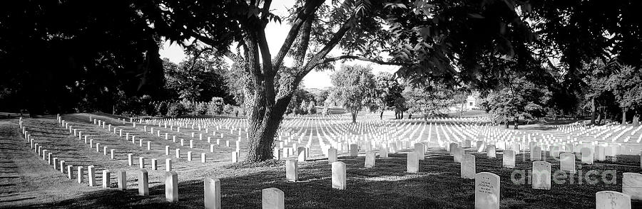 The Sentry Tree BW Photograph by Mike Nellums - Fine Art America