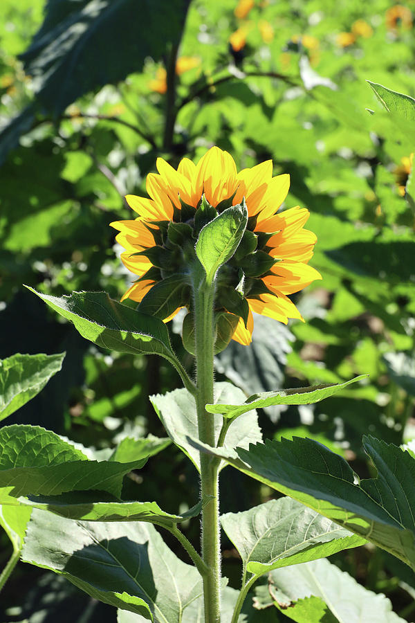 The Shy Sunflower Photograph By Allen Beatty Fine Art America
