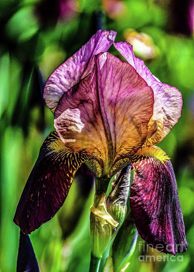 The Splendor of a Bearded Iris Photograph by Cindy Treger - Fine Art ...