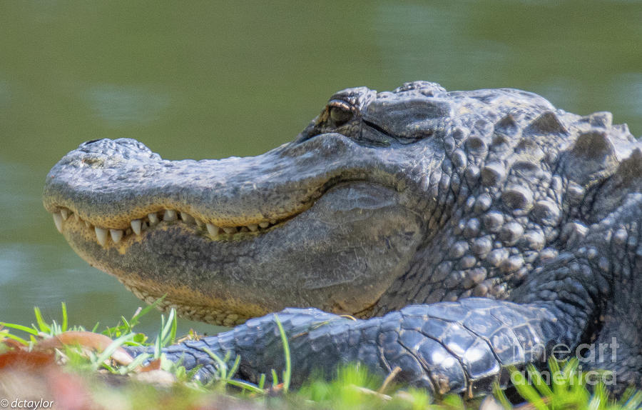 The Stalking Alligator Photograph by David Taylor - Fine Art America