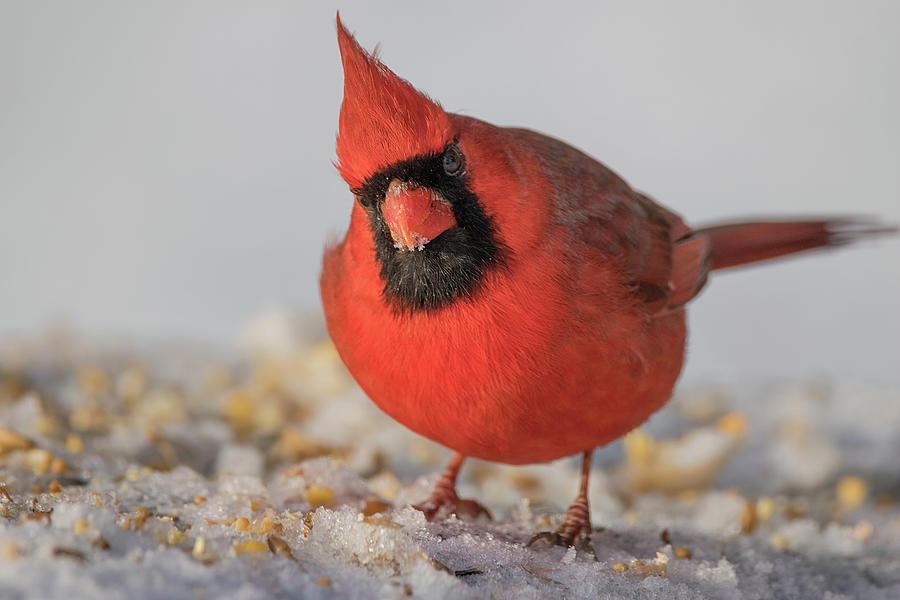 The Stare - Northern Cardinal - cardinalis cardinalis Photograph by ...
