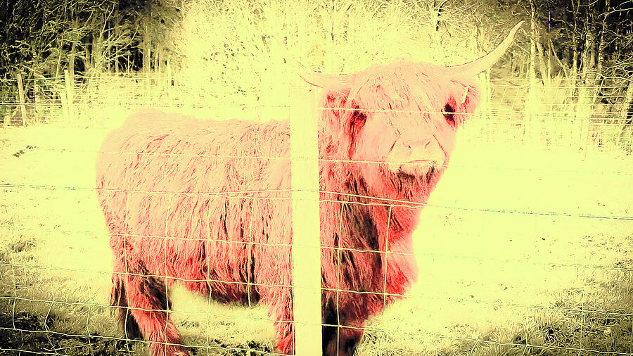 The Sustenance of Anguish Photograph by Antonio Ravelli - Fine Art America