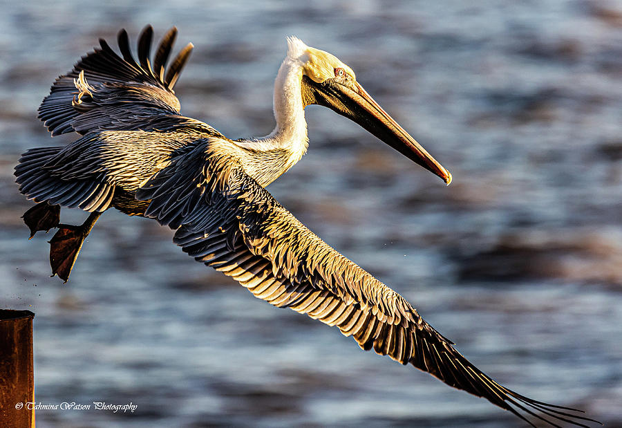 The Take Off Photograph by Tahmina Watson - Pixels