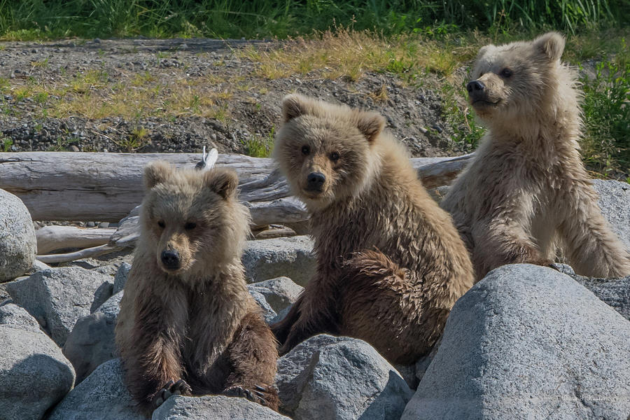 The Three Cubs Photograph by David F Hunter - Fine Art America