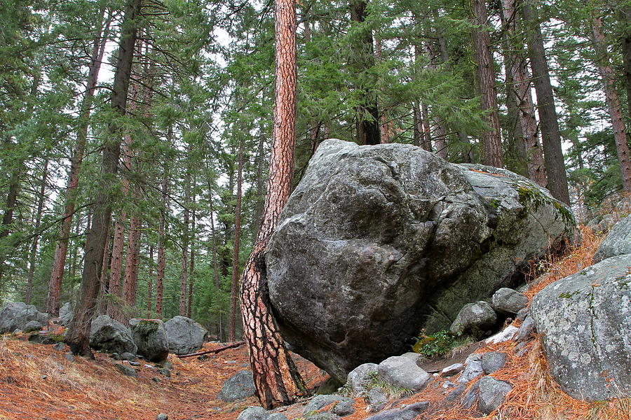 The Tree And The Rock Photograph by Tim Gillespie - Pixels