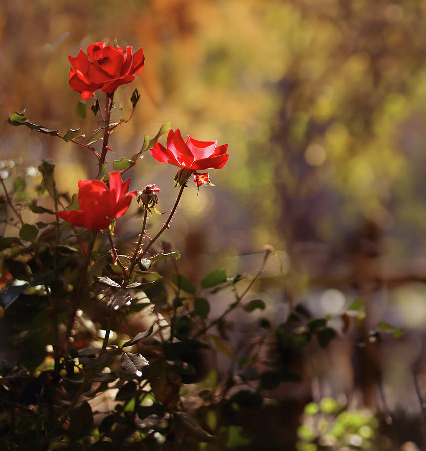 The Trio Photograph by Destiny Fisher - Fine Art America