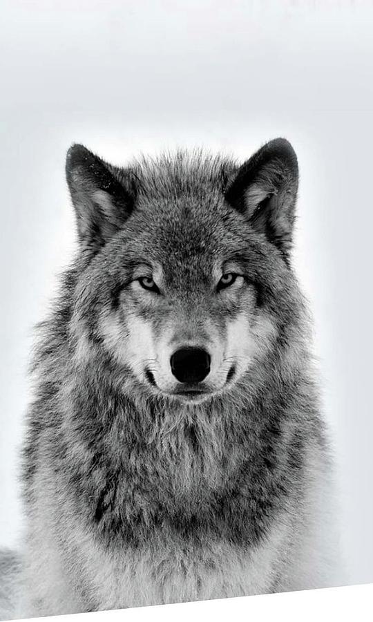 The Wolf Pyrography by Mustafa Laith - Fine Art America