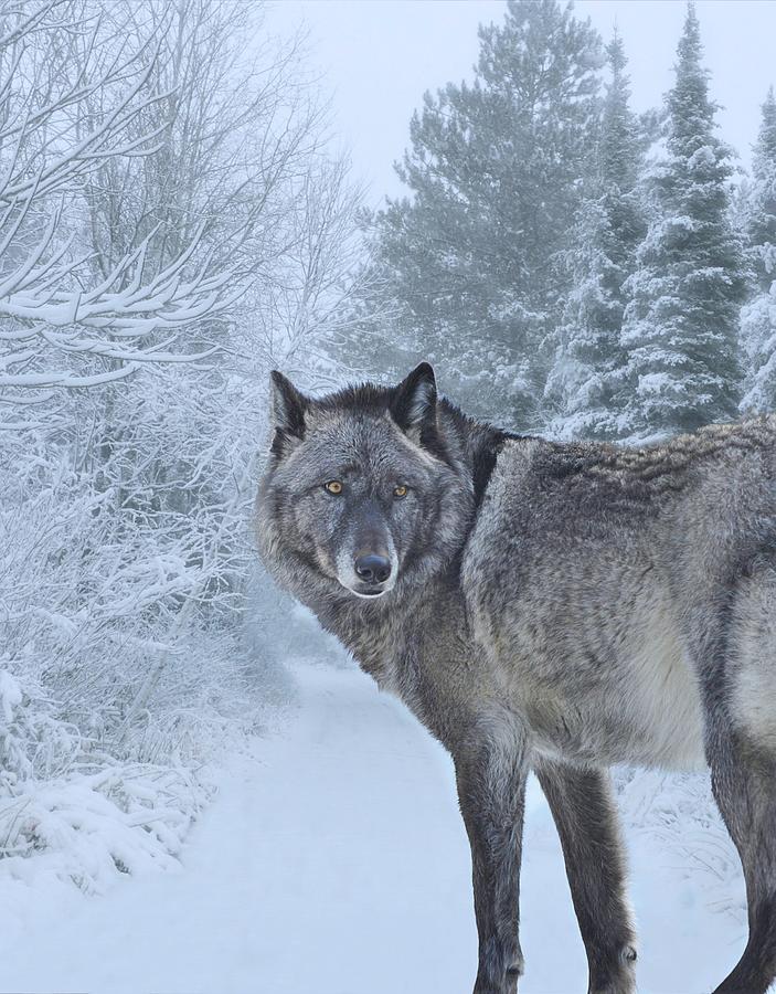 The Wolf with the Golden Eyes Photograph by Roxanne Distad - Fine Art ...