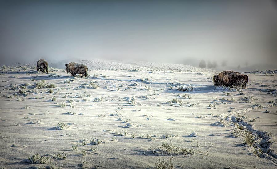 Three Bison Photograph by Kim Wehner - Fine Art America