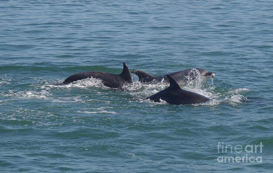Three Dolphins Photograph by Lesley Evered - Fine Art America