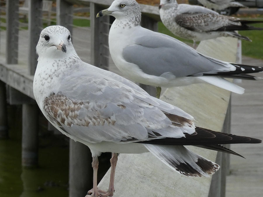 Three Gulls Photograph by Sharon Gucker - Fine Art America