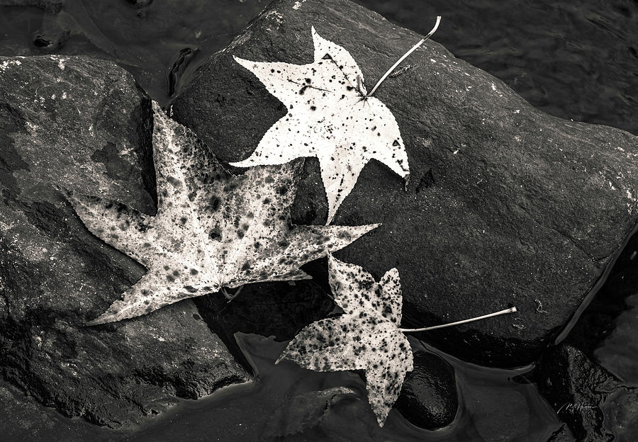 Three Leaves Photograph by William Hunton - Pixels Three Leaves Photograph by William Hunton - Pixels