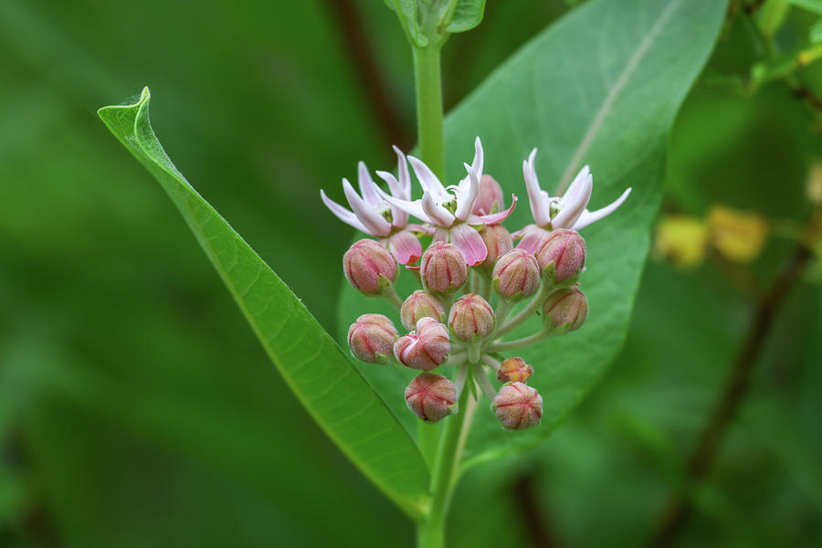Three milkweed blooms Photograph by Jeff Swan - Pixels