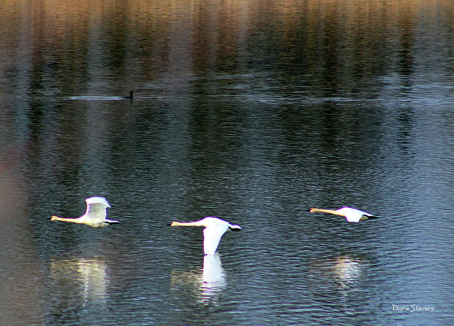 Three Swans Photograph by Diane Stevens - Fine Art America