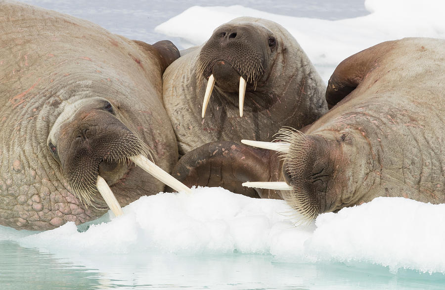 Three Walruses on the ice in Svalbard Photograph by Joe McDonald - Pixels