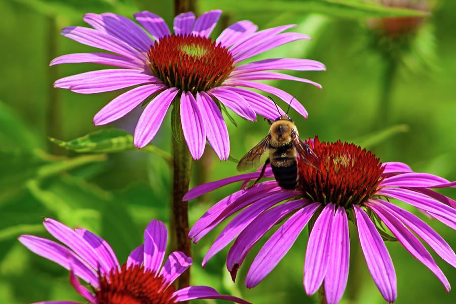 Three, With a Bee Photograph by David Beard - Fine Art America