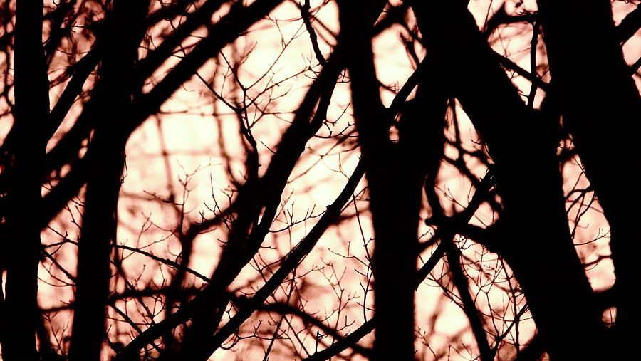 Through The Branches Photograph by Faith Williams - Pixels
