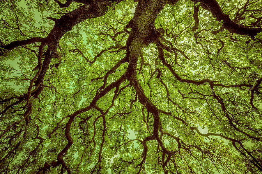 Thunder tree Photograph by Giorgos Karampotakis - Fine Art America