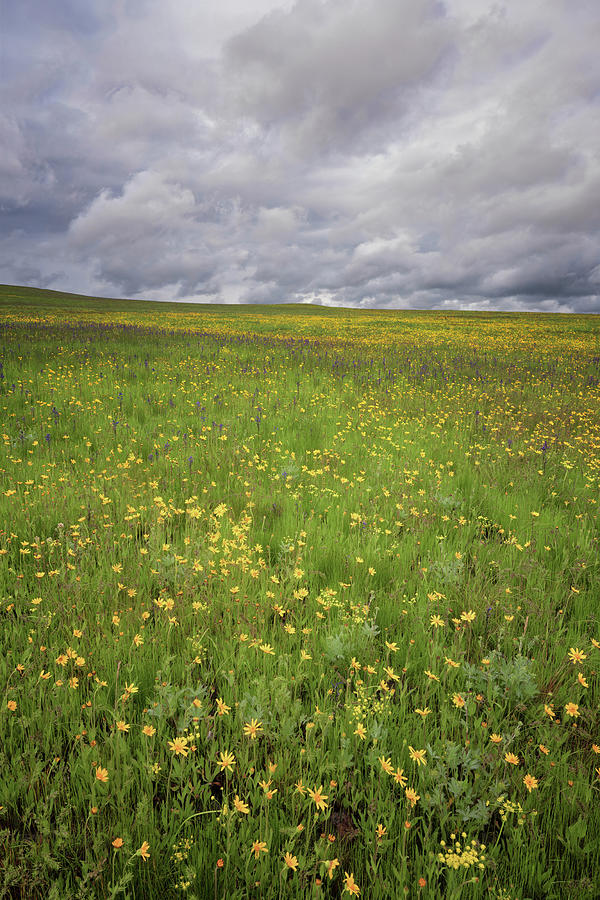 Thunderstorm bulids over this late spring bloom of yellow balsamroot at ...
