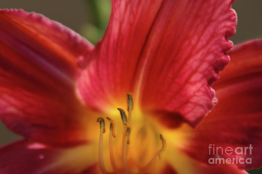 Tiger Lily Close Photograph By Michael Ziegler Fine Art America