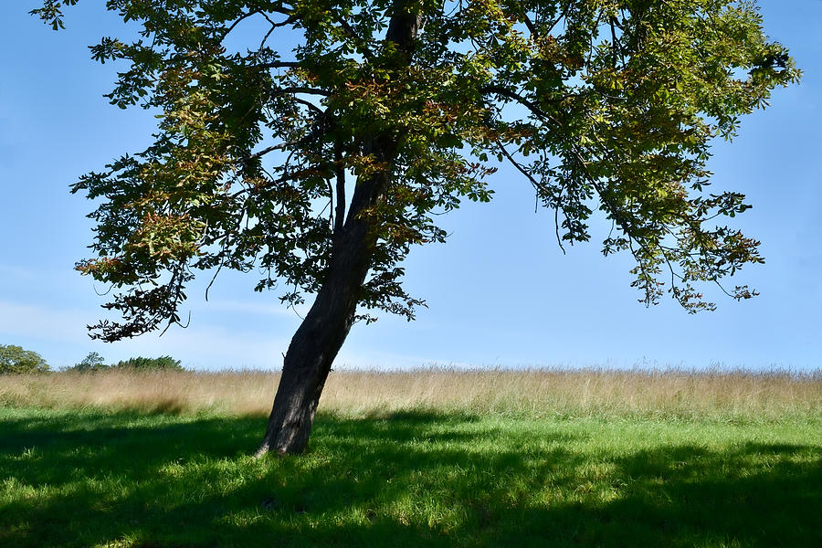 Tilted Tree Photograph by Nansei Curtin - Pixels