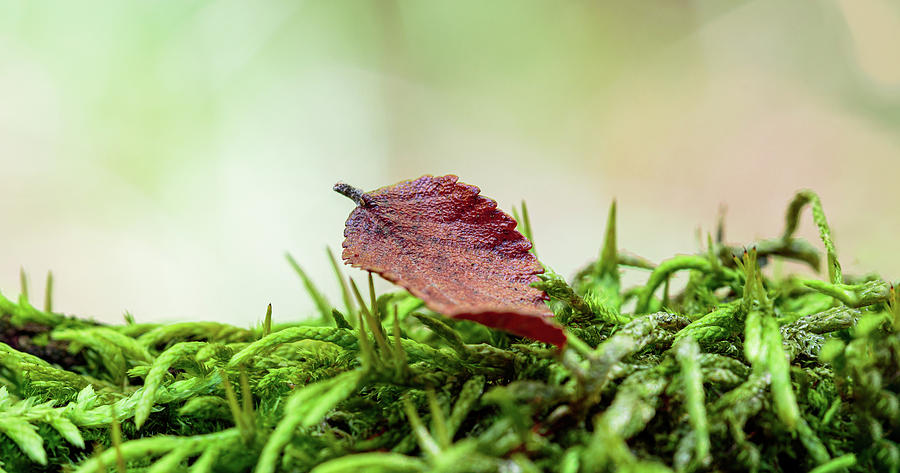 Tiny American Beech tree leaf Photograph by David Ilzhoefer - Fine Art ...