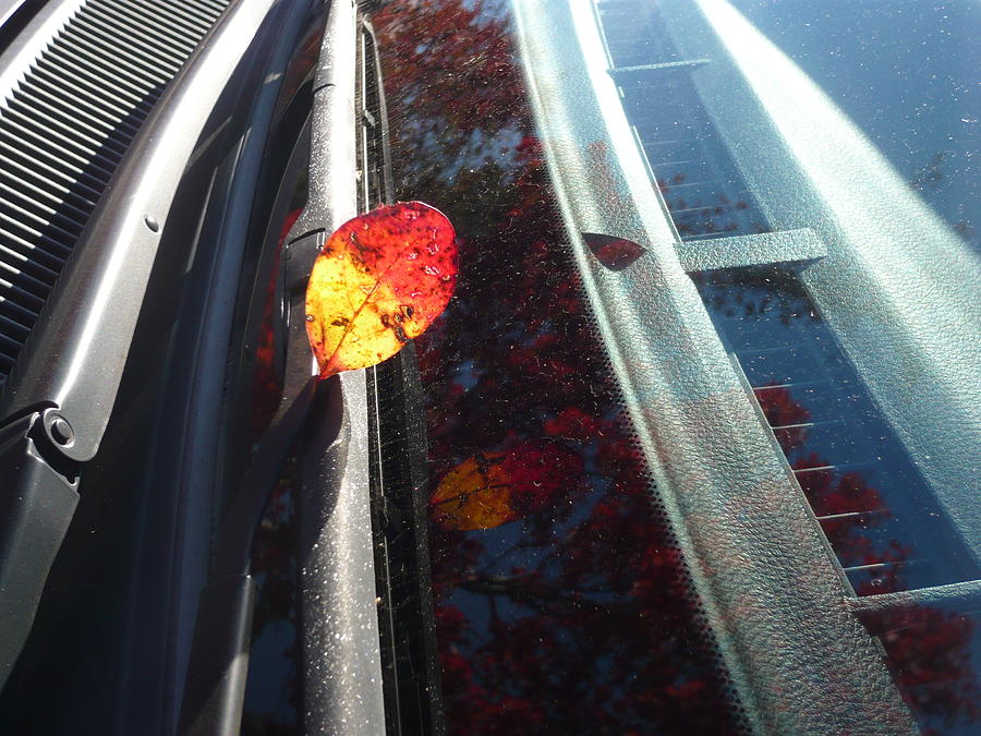 Tiny Autumn Leaf 2 Photograph by Derrf Seitz - Fine Art America
