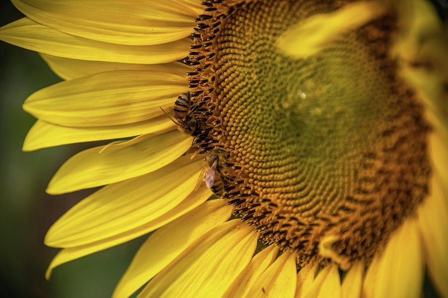 Tiny Bee Photograph by Kristopher Schoenleber - Fine Art America