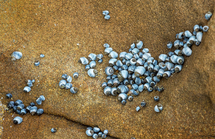 Tiny Blue Shells Photograph by Bette Devine - Fine Art America