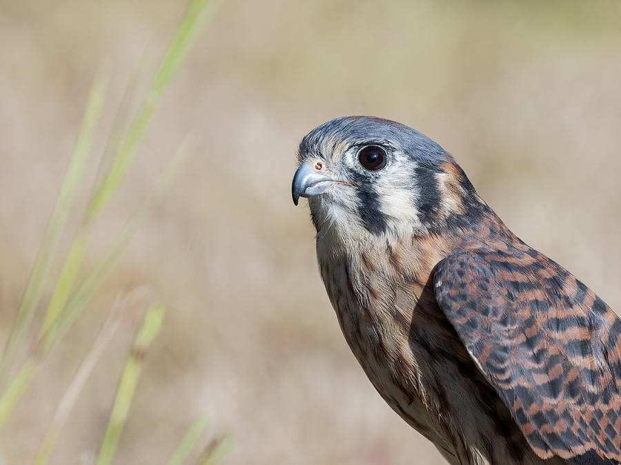Tiny Falcon Photograph by Jodi Smith - Fine Art America