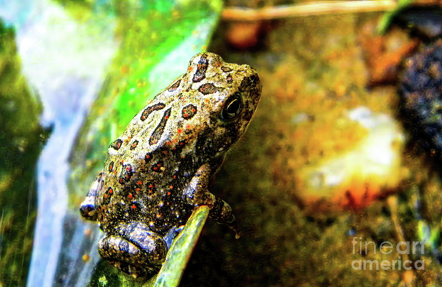 Tiny Frog Photograph by Darin Bokeno - Fine Art America
