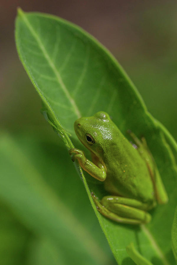 Tiny Frog Photograph by Todd Beveridge - Pixels