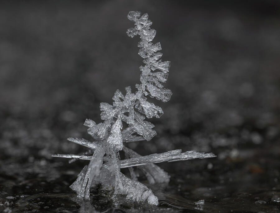 Tiny Ice Tree Photograph by Kent Keller - Fine Art America