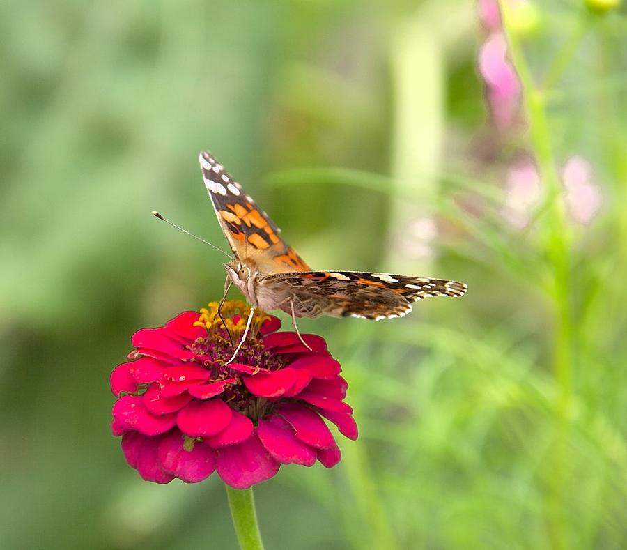 Tiny Joy Digital Art by Jasmine Wolfe - Fine Art America