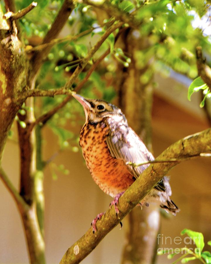 Tiny Robin Photograph by Jack Andreasen | Pixels