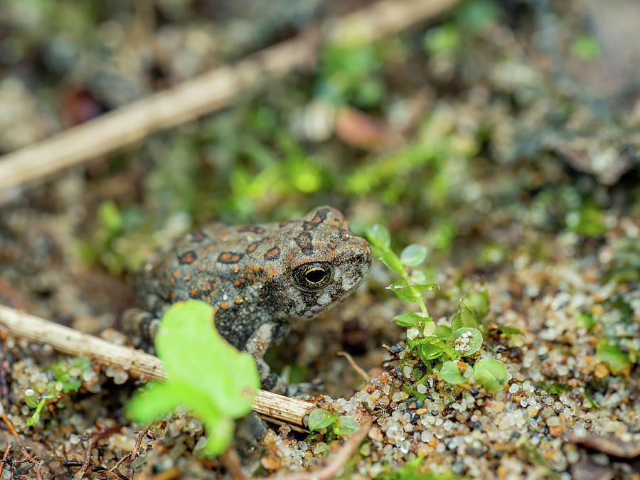 Tiny Toad Photograph by Nick Pawlowski - Fine Art America