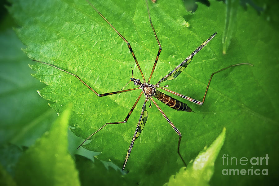 Tipula maxima Crane Fly Insect Photograph by Frank Ramspott - Fine Art ...