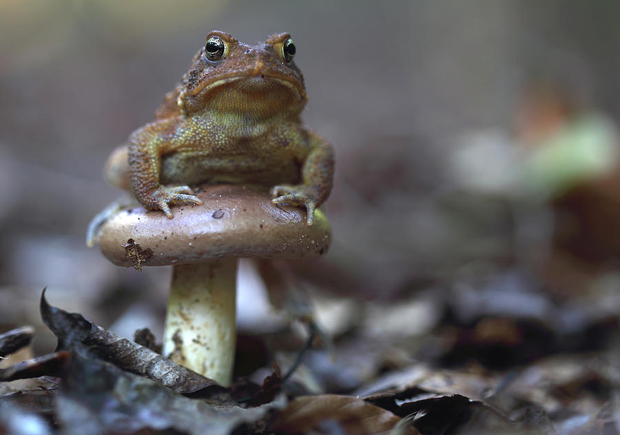 Toad Stool Photograph by Sean Kerwin - Pixels
