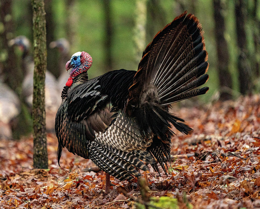 Tom the Turkey Photograph by Kelly Kennon - Fine Art America