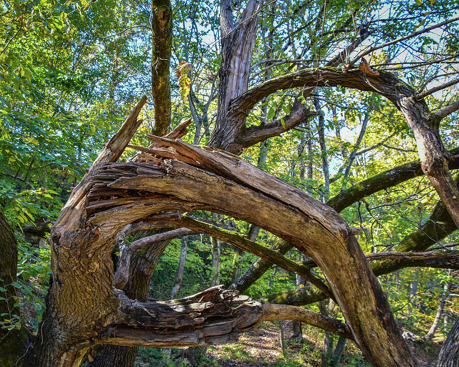 Tornado tree Photograph by Mike Worley - Fine Art America Tornado tree Photograph by Mike Worley - Fine Art America