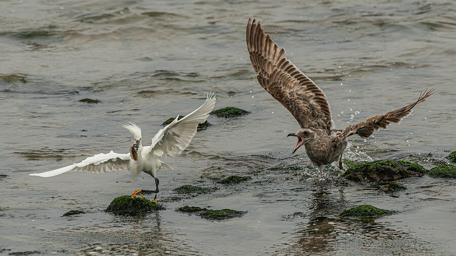 Touchdown Dance Photograph by Brian Morefield - Prose Imagery - Fine ...