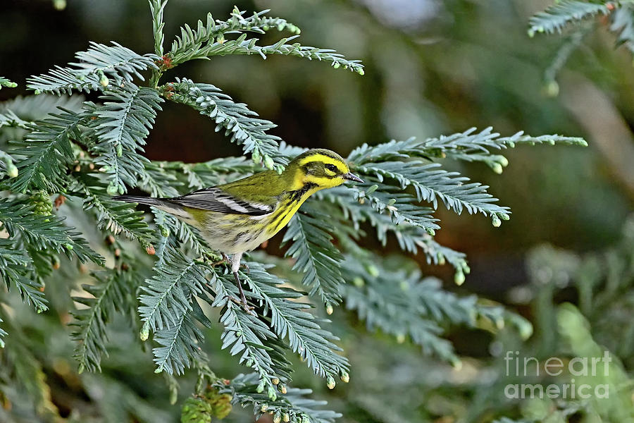 Townsend's Warbler Photograph by Amazing Action Photography - Fine Art ...