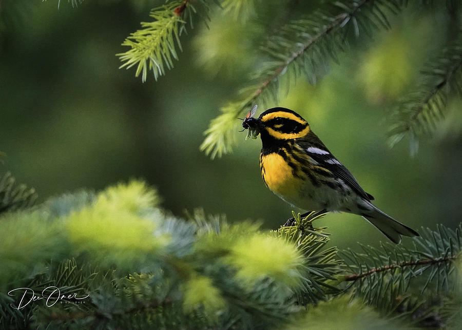 Townsend's Warbler - Hoonah, Alaska Photograph by Dee Omer - Fine Art ...