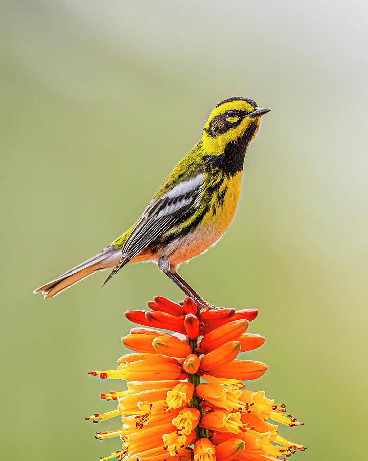 Townsend's Warbler On Aloe Photograph by Morris Finkelstein - Fine Art ...